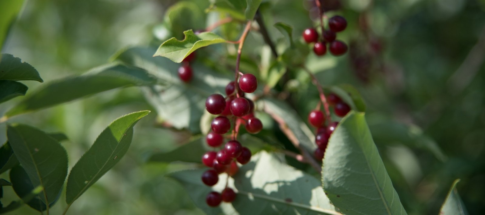 Wild Cherry (Prunus avium) – Native Irish Tree of Beauty and Life