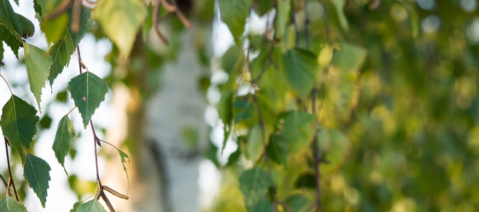 Birch (Betula pendula) – Native Irish Tree of Renewal and Light