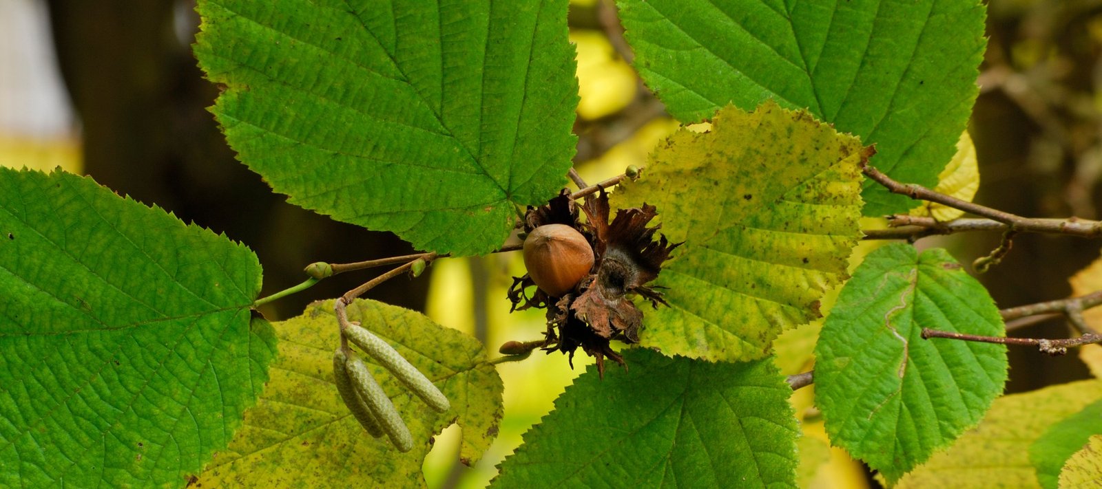 Hazel (Corylus avellana) – Native Irish Tree of Wisdom and Abundance